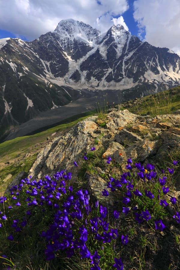 Mountain flowers stock photo. Image of snow, sunny, holiday - 10990382
