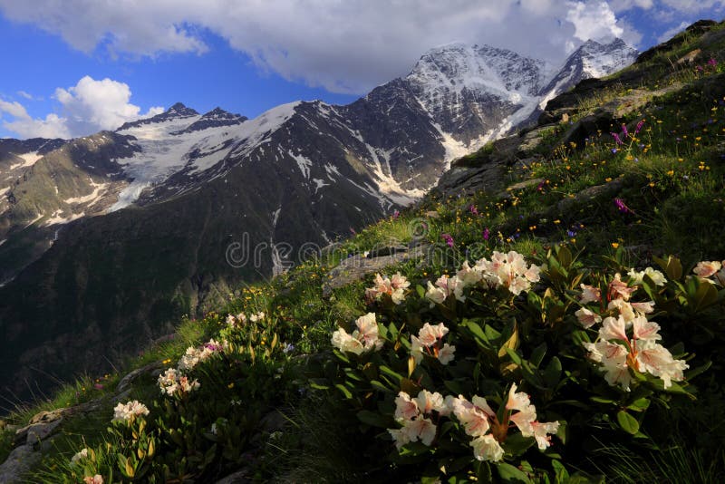 Mountain flowers stock image. Image of mountain, elbrus - 13203843
