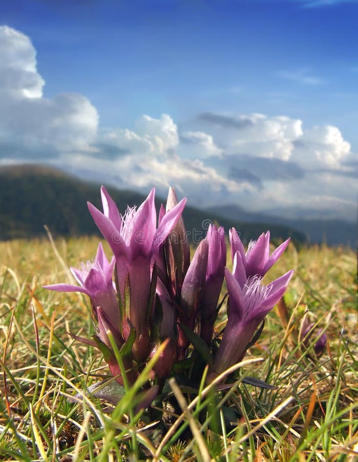 Mountain Wild Flowers Colorado Stock Photo - Image of wildflowers ...