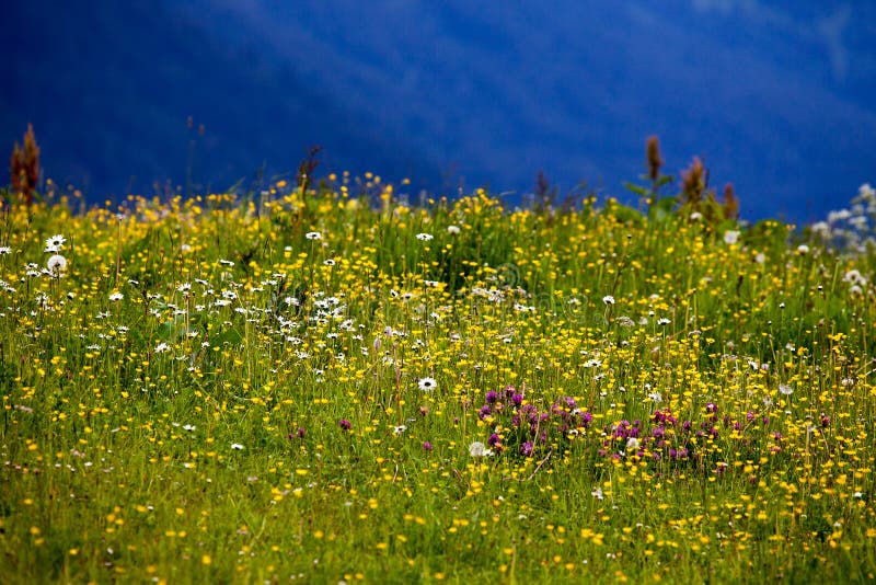 Mountain Flowers in the Austrian Alps Stock Image - Image of austria ...