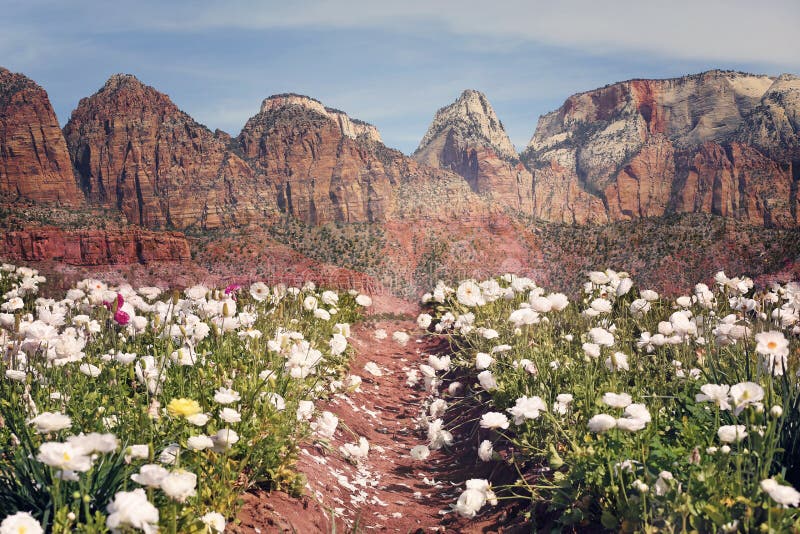 Mountain Flowers Background Stock Image - Image of blury, focus: 69864425