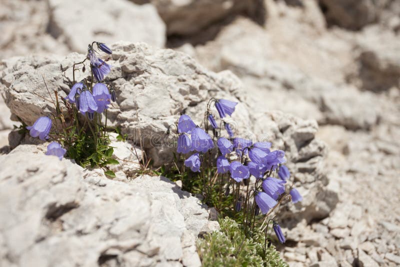 Mountain Flowers from the Italian Dolomites Stock Photo - Image of ...
