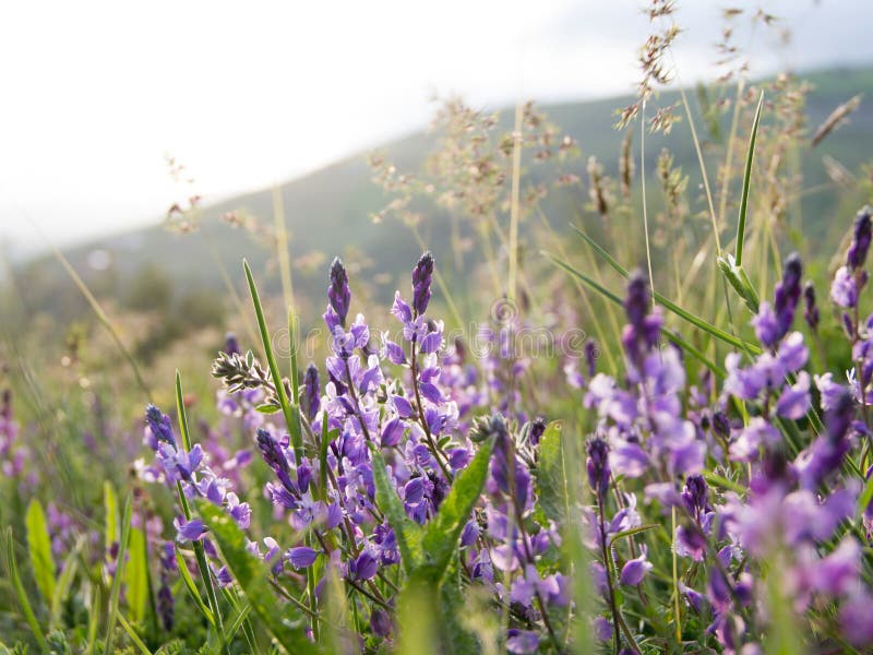 28,190 Purple Flowers Mountain Stock Photos - Free & Royalty-Free Stock ...