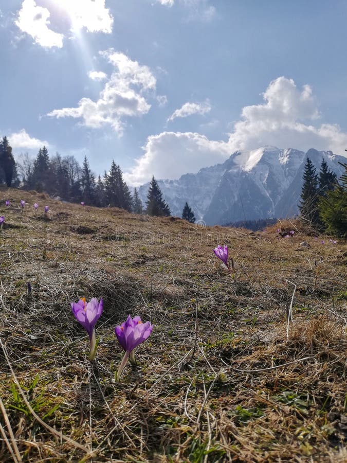 Mountain Flowers during Spring Stock Image - Image of purple, seasons ...