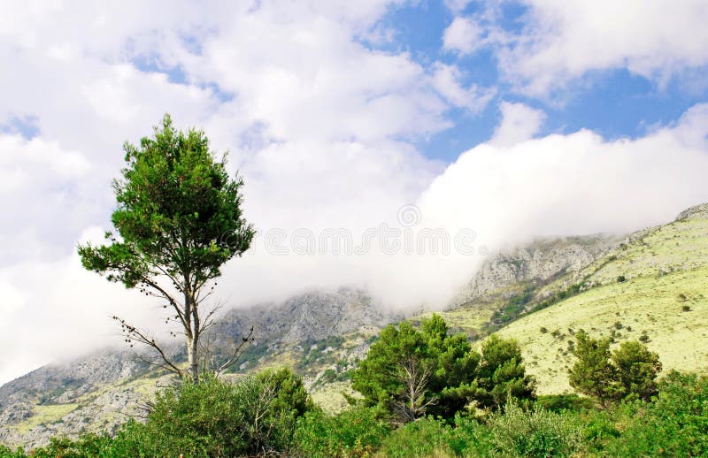 Single Tree Free Stock Photos & Pictures, Single Tree Royalty-Free and ...