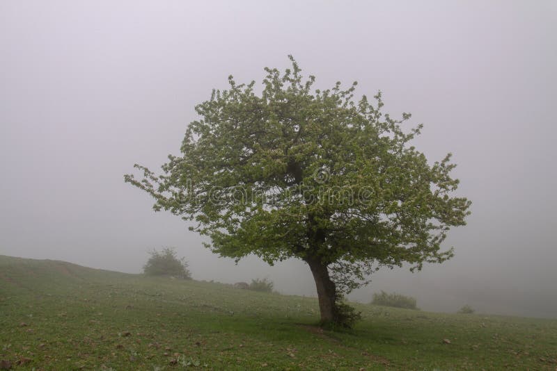 Mountain at Fog, Fog and Tree Iran, Gilan, Rasht Stock Image - Image of ...