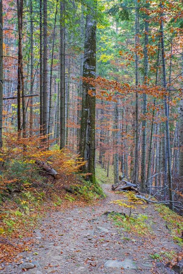 Mountain Foot Path in Autumn Forest Stock Photo - Image of growth, fall ...