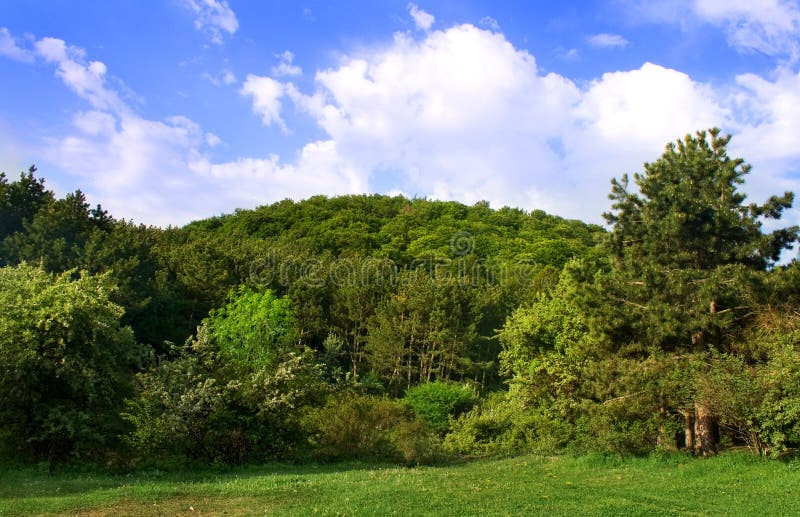 Mountain forest stock image. Image of remote, scene, environment - 2646557