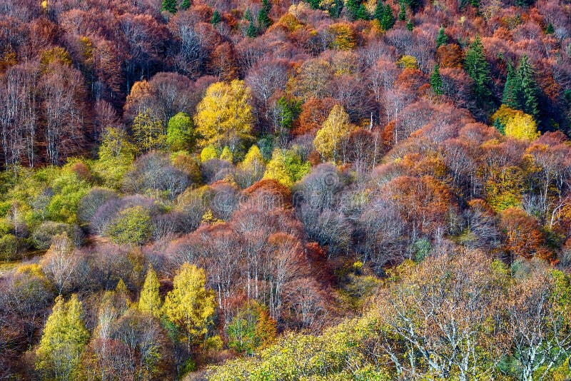 Mountain Forest in Autumn Trees Texture Background Stock Image - Image ...