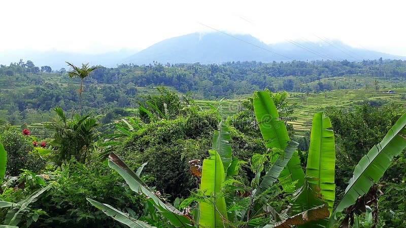 Mountain forest on bali stock image. Image of coconut - 114724771