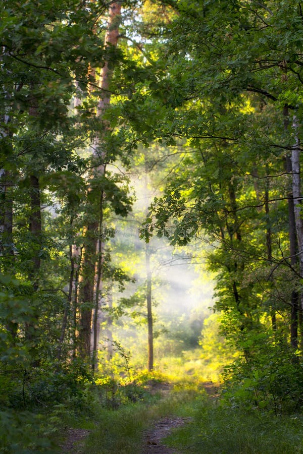 Mountain Forest with Coniferous and Deciduous Trees, Early Spring ...