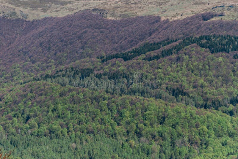 Mountain Forest in Early Spring, Bieszczady Mountains, Poland Stock ...