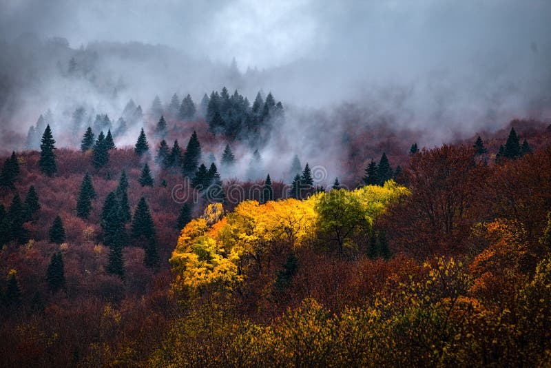 The mountain forest in fog stock image. Image of clouds - 164028455