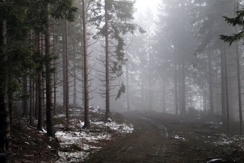 Mountain Forest in a Fog Illuminated by Sunlight. Stock Image - Image ...