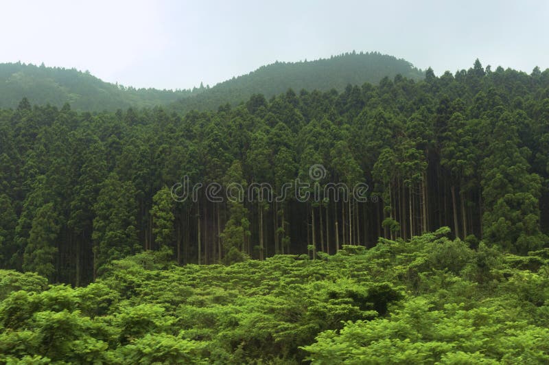 Mountain forest stock image. Image of pine, nature, japan - 30368807