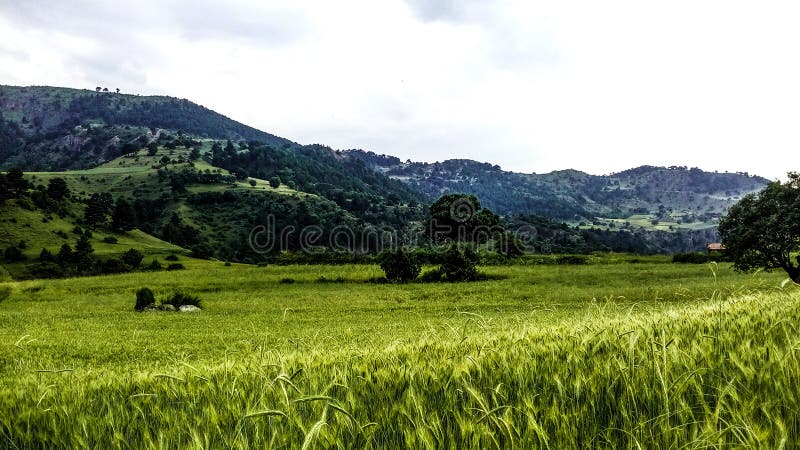 MOUNTAÄ°N - FOREST - LANDSCAPE of the CROP Stock Photo - Image of green ...