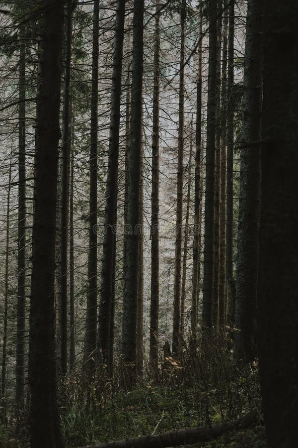 Mountain Forest with Lots of Tall Pine Trees Stock Image - Image of ...