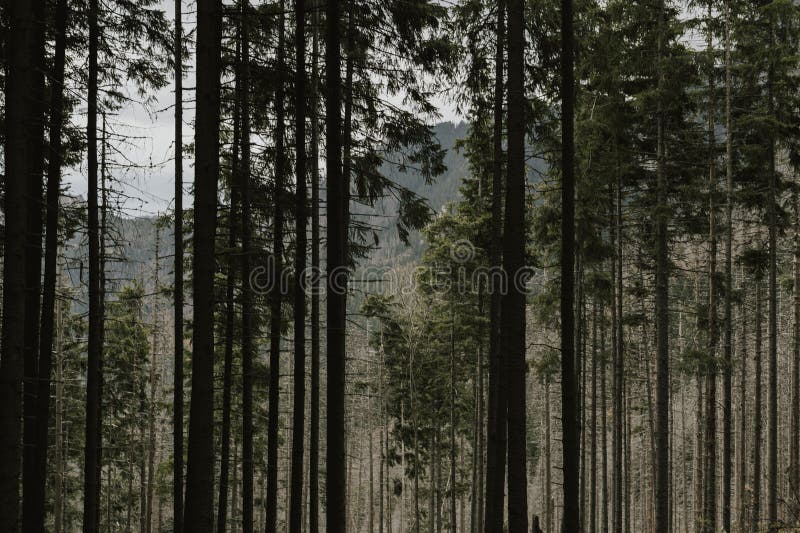 Mountain Forest with Lots of Tall Pine Trees Stock Photo - Image of ...