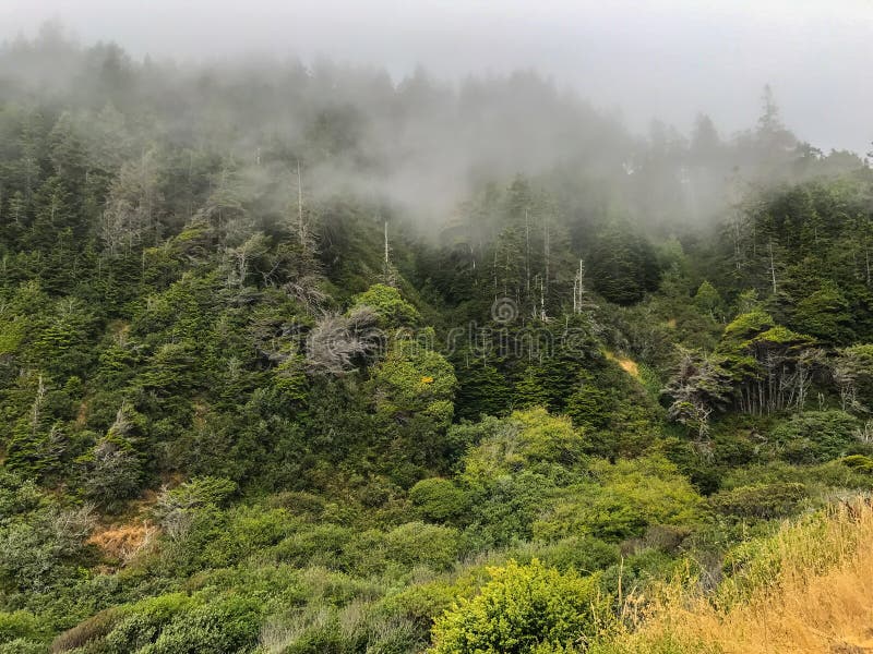 Mountain with Forest in Low Lying Cloud with the Evergreen Trees Stock ...