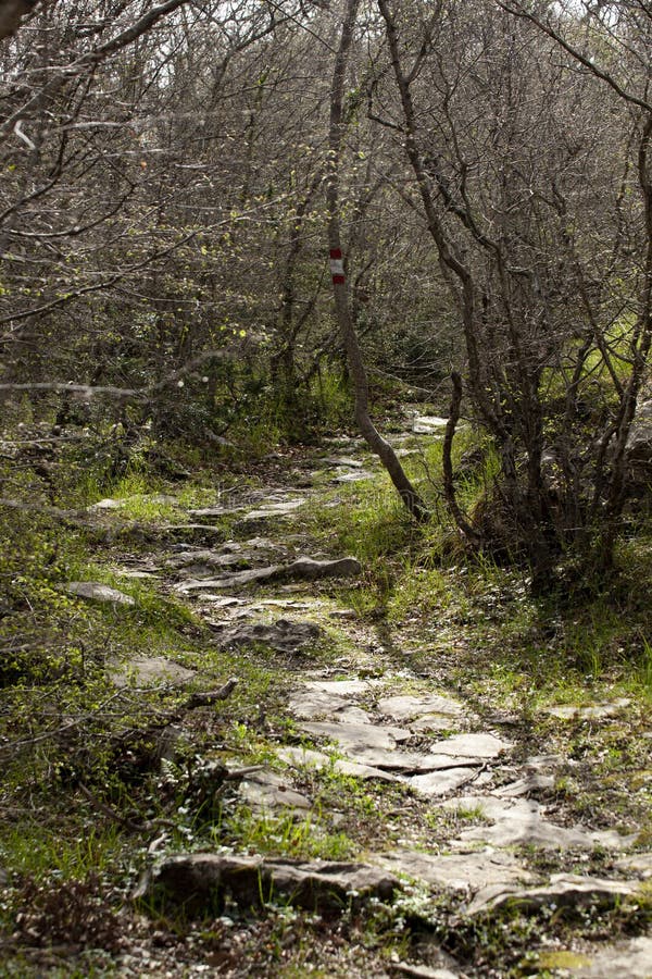 Mountain Forest in Montenegro in Spring. Vertical Stock Photo - Image ...