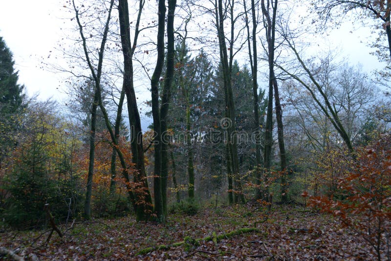 Mountain Forest with Moss and Trees during Fall Stock Image - Image of ...