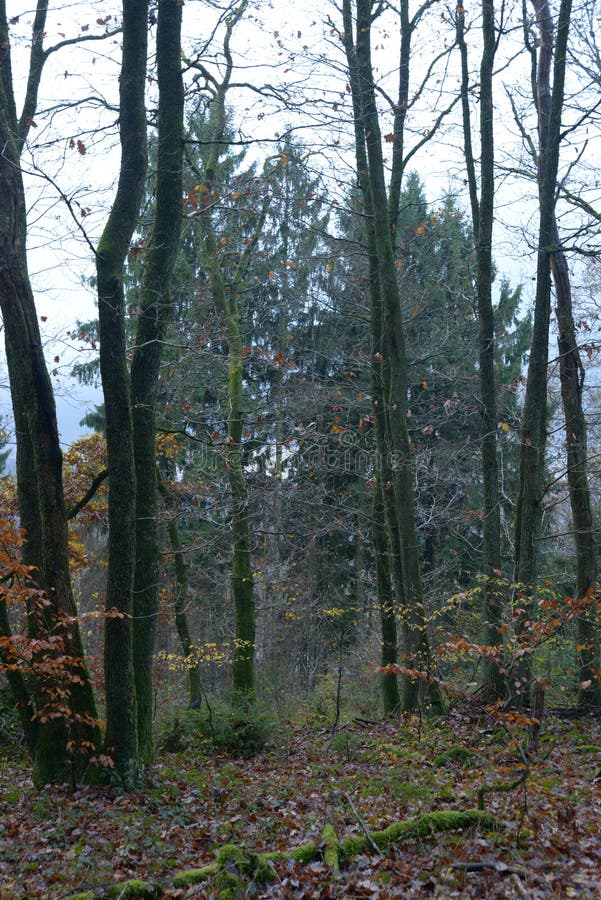 Mountain Conifer Forest with Tall Trees during Fall Stock Photo - Image ...