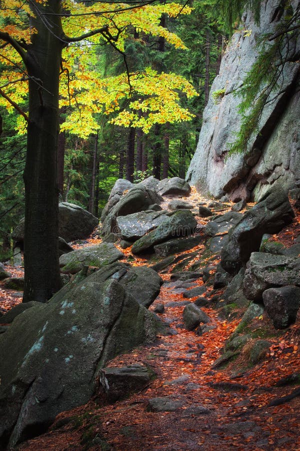 Mountain Forest Path in Autumn Stock Photo - Image of place, seasonal ...
