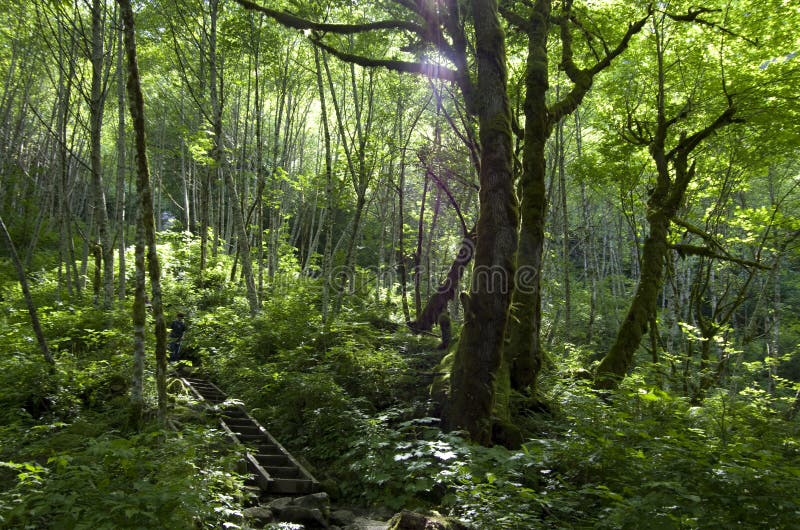 Mountain forest path stock photo. Image of tall, washington - 41838970