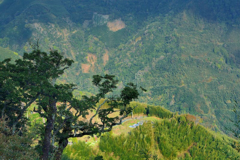 Mountain forest. stock image. Image of foliage, beam - 117771991