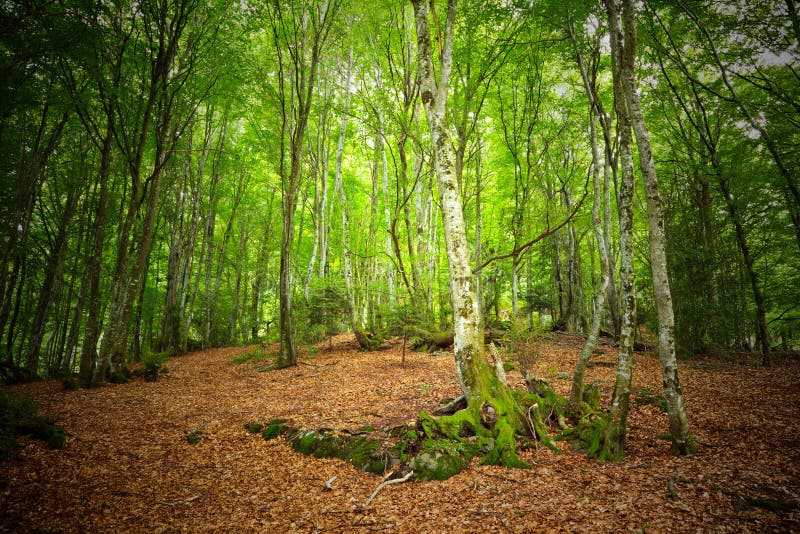 Mountain Forest in Pyrenees Stock Image - Image of park, ferns: 14069947