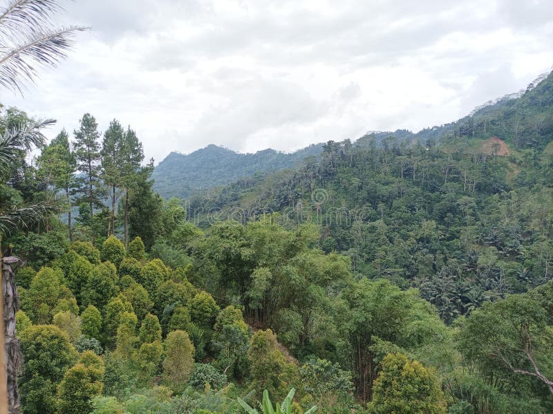 Mountain sinjai stock image. Image of rain, tree, forest - 275976663