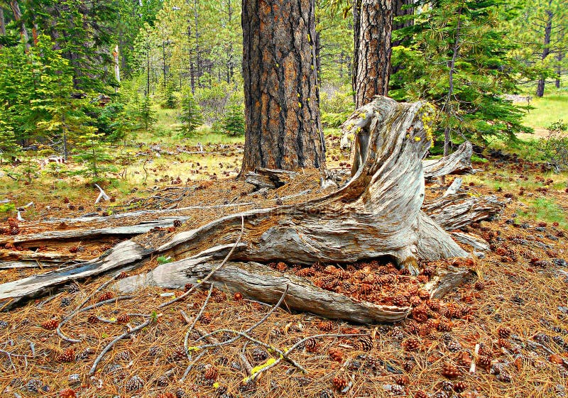 Mountain Forest stock image. Image of logs, sticks, pine - 95711205
