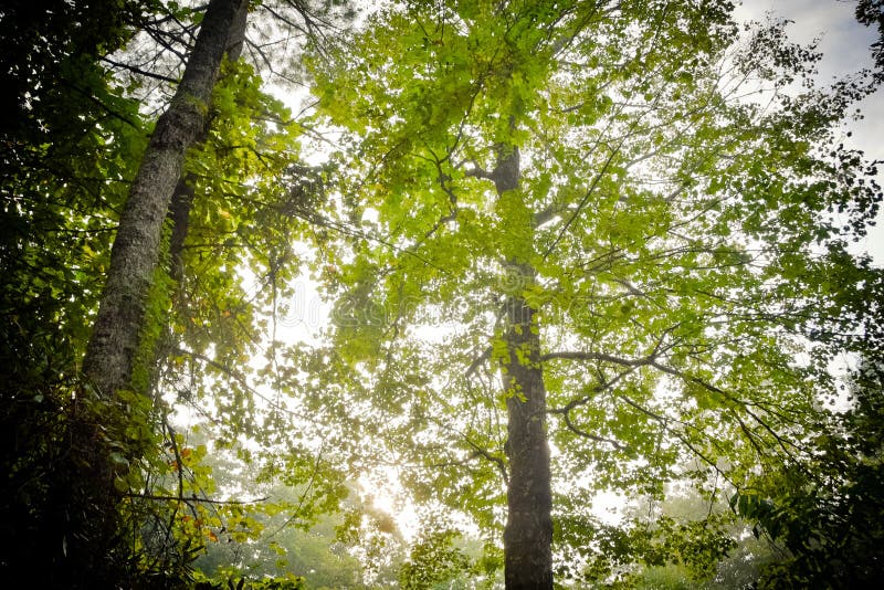 Mountain Forest Scene in Summer Stock Image - Image of countryside ...
