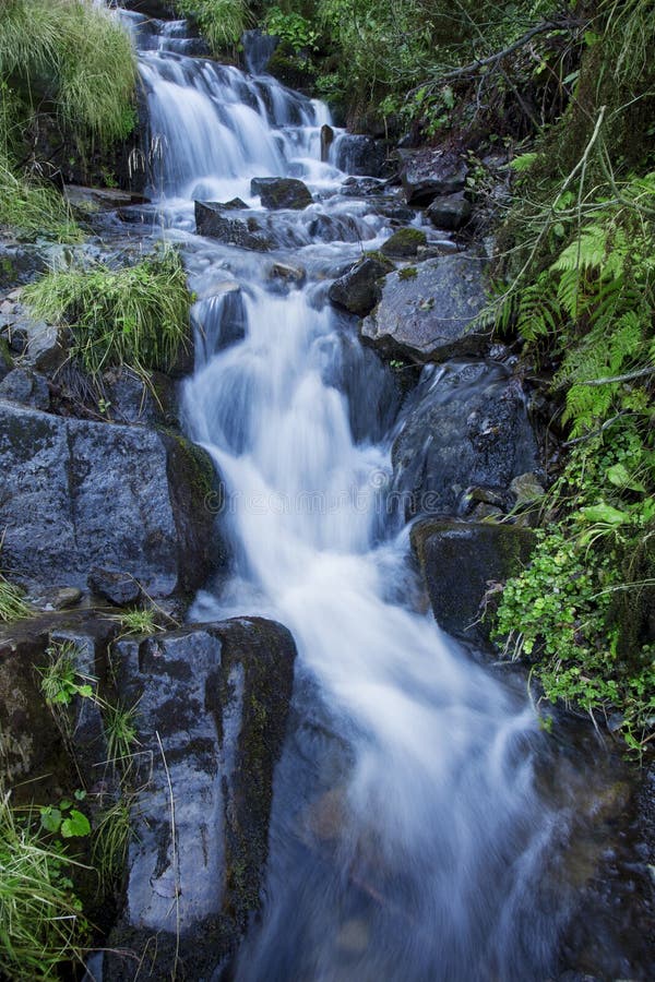 Mountain forest stream stock photo. Image of flowing - 56999590