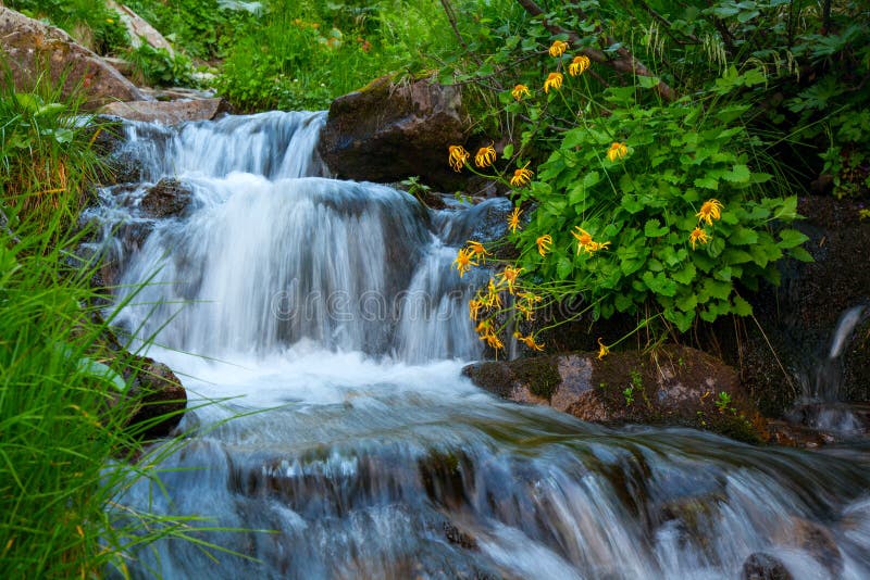 Mountain forest stream stock image. Image of nature, motion - 71082881