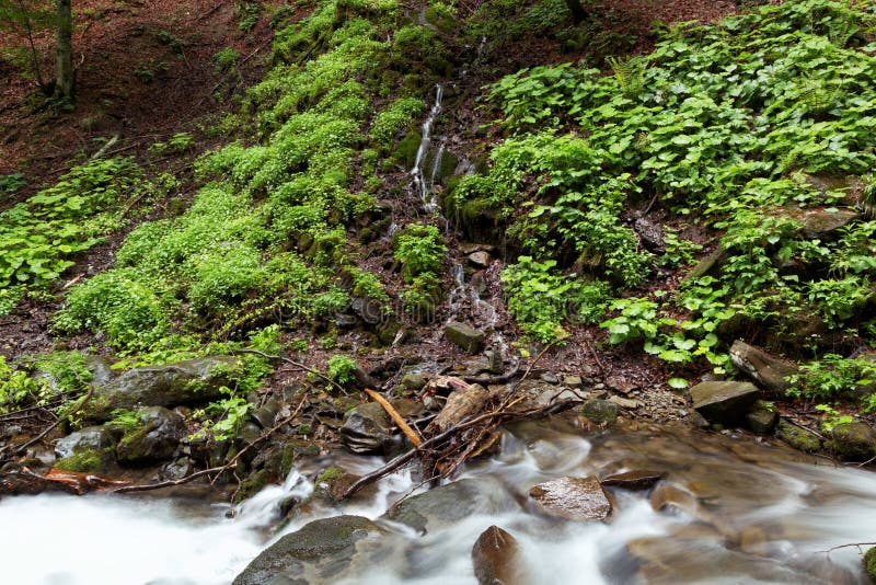 Mountain Forest Stream in Spring Stock Image - Image of peaceful ...