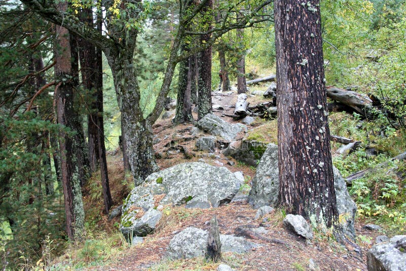 Mountain Forest Track To the Gorge Shkhelda Stock Image - Image of ...