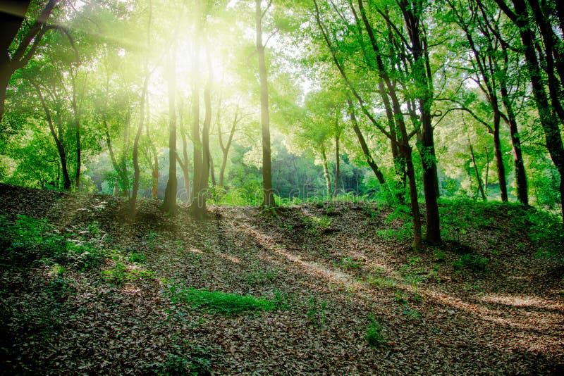Mountain forest stock image. Image of environment, ecological - 44569239