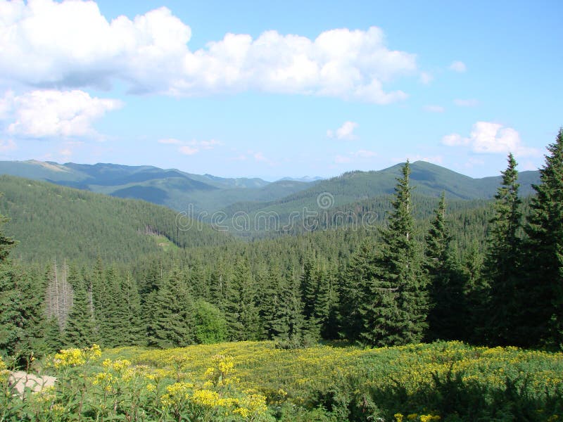 Mountain Forest Tree Tops Landscape. Mountain Trees View. Green Valley ...