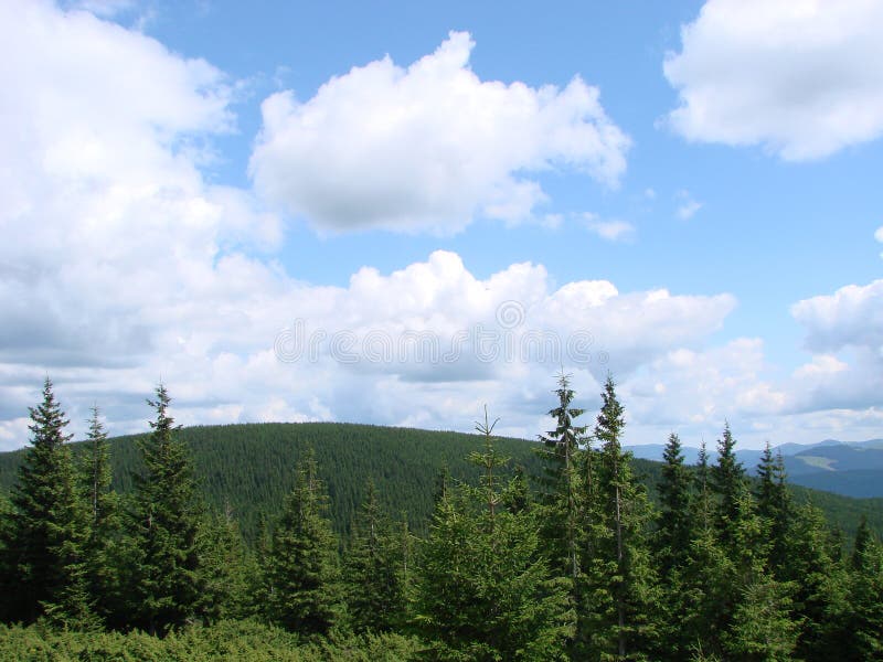Mountain Forest Tree Tops Landscape. Mountain Trees View. Green Valley ...
