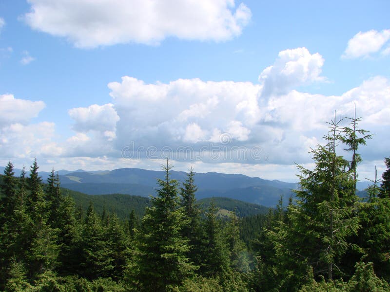 Mountain Forest Tree Tops Landscape. Mountain Trees View. Green Valley ...
