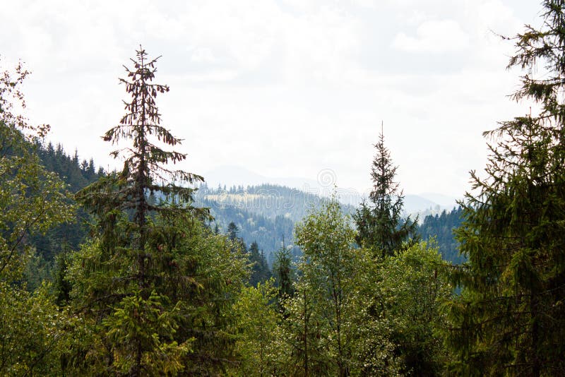 Mountain forest stock photo. Image of nature, outdoor - 44745294