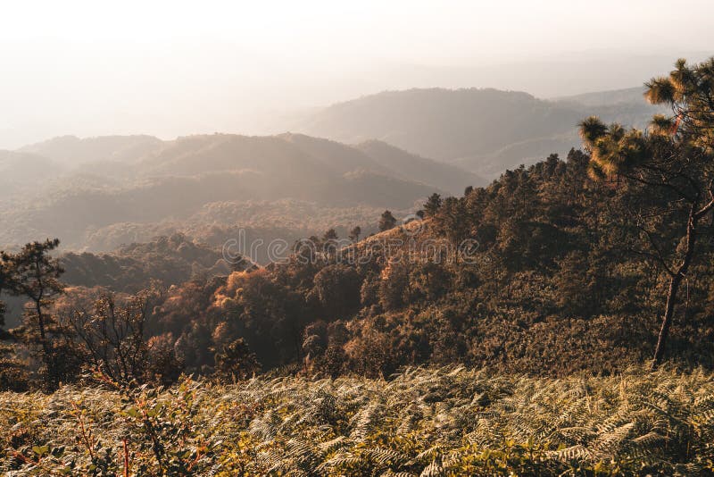 Mountain Forest View in the Evening Stock Image - Image of nature ...
