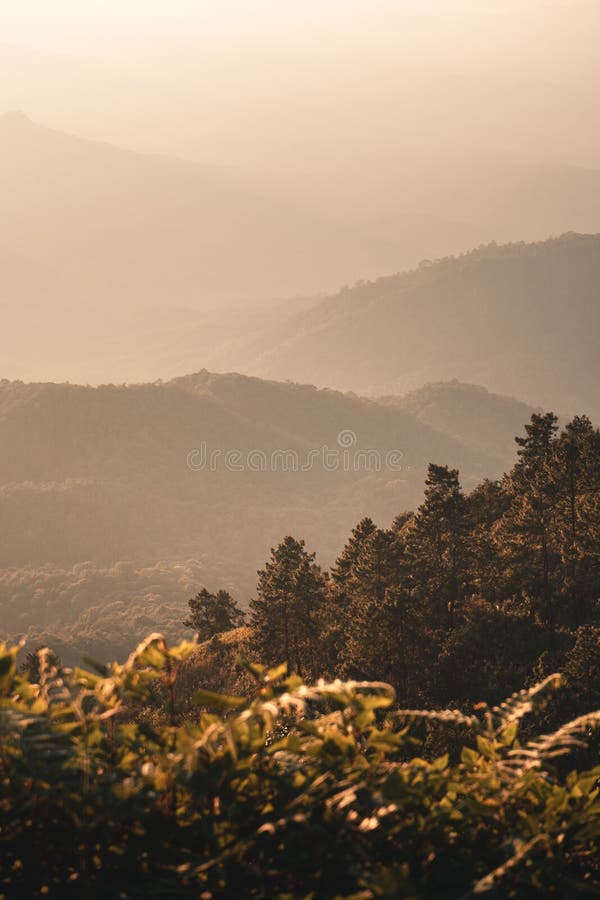 Mountain Forest View in the Evening Stock Image - Image of scenic ...