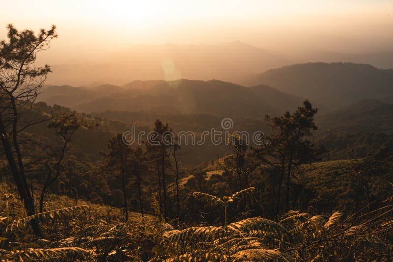 Mountain Forest View in the Evening Stock Photo - Image of summer ...