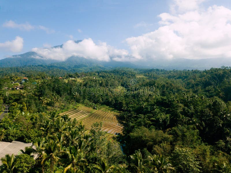 Mountain and Forest View with Rice Terrace on Bali Stock Photo - Image ...