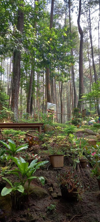 Mountain Forests in Bandung Java Indonesia Stock Photo - Image of ...