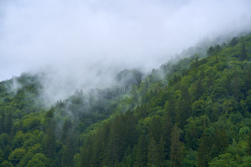 Mountain Forests in the Mist Stock Image - Image of carpathian, rock ...
