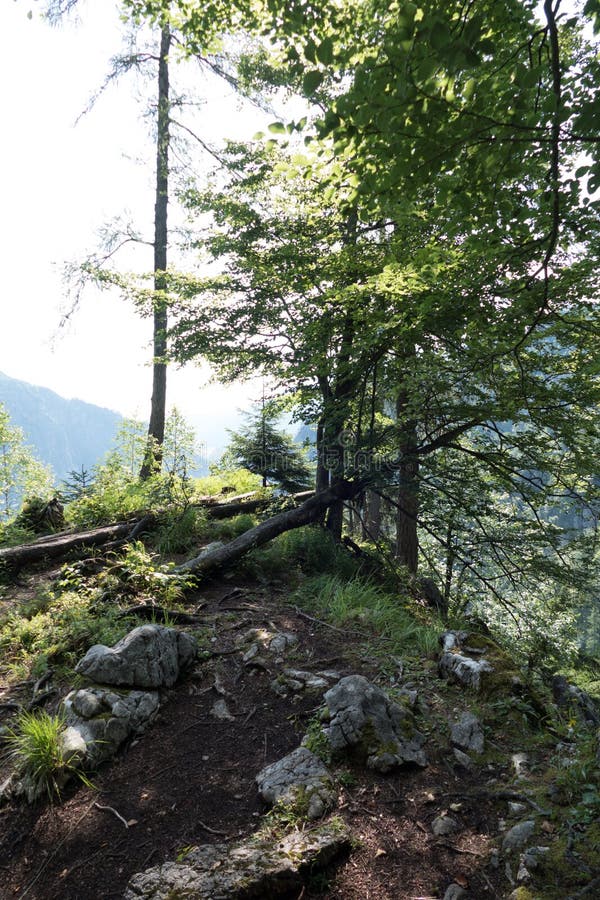 Mountain Forrest in Totes Gebirge Mountains Stock Image - Image of ...