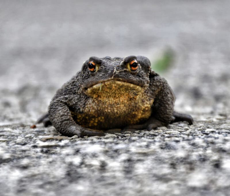 A Frog on an Asphalt Road during a Rainy Day Stock Photo - Image of ...